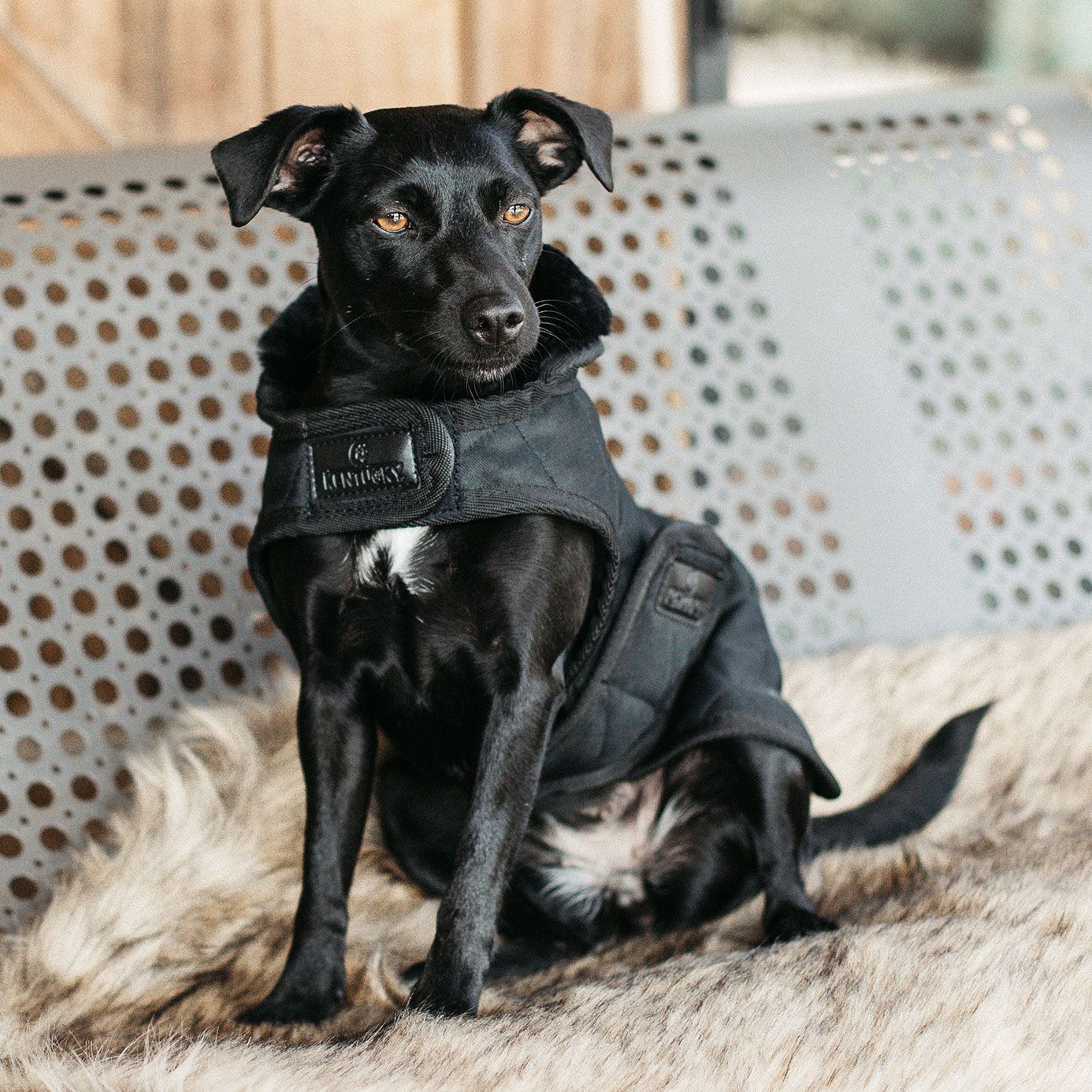 Kentucky Dog Coat – Baker's Saddlery