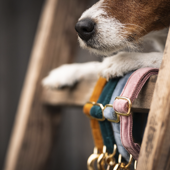 Kentucky Dog Collar Velvet – Baker's Saddlery